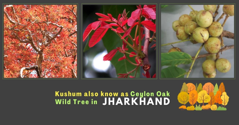 Traditions And Cultures - An Intricate Exploration of Jharkhand's 10 ...