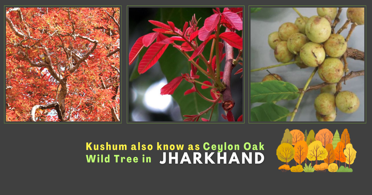 Traditions And Cultures - An Intricate Exploration of Jharkhand's 10 ...