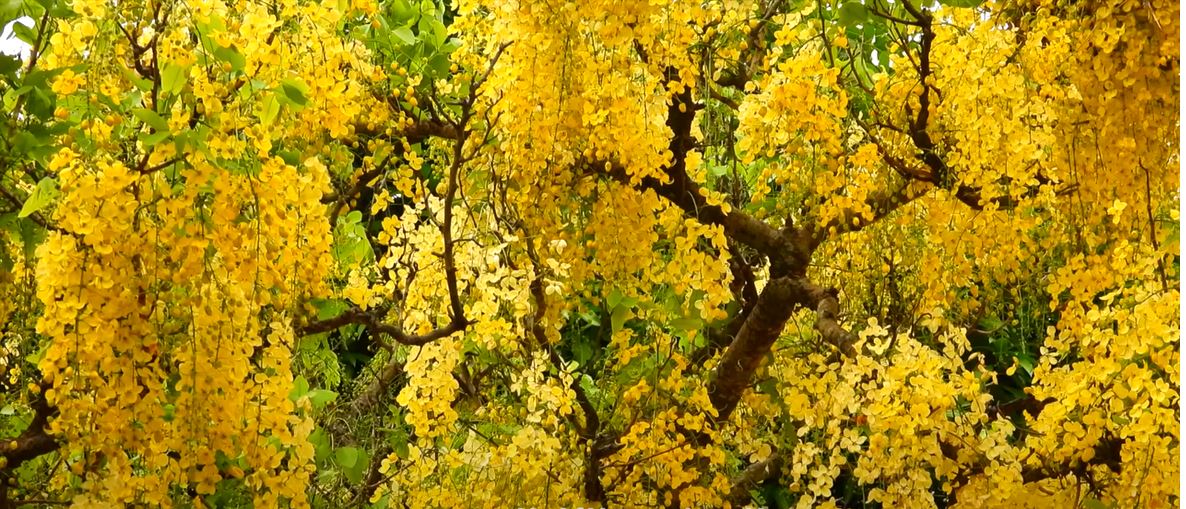 Traditions And Cultures - An Intricate Exploration of Jharkhand's 10 ...